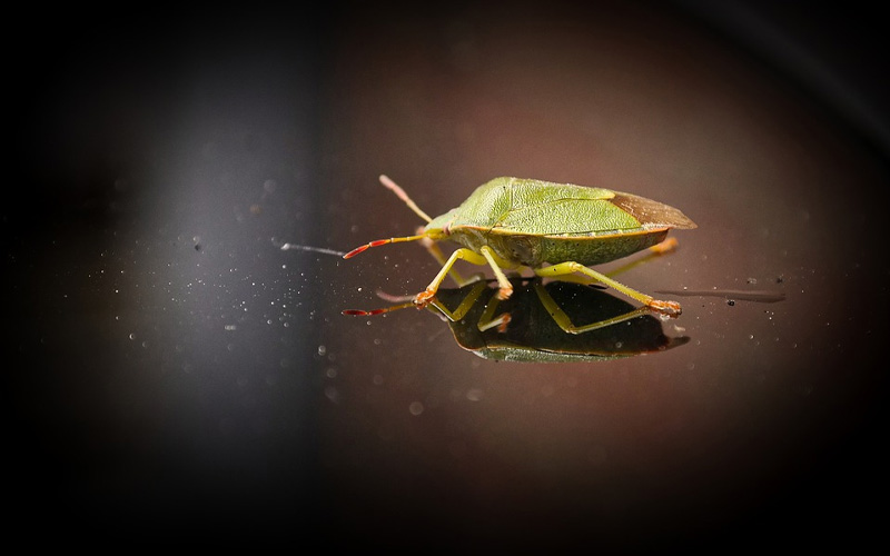 The One Bug You Should Never Step on, Experts Warn – DailyThings.me