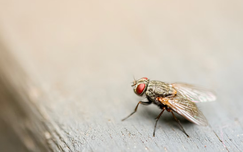 How to Get Rid of House Flies Naturally – DailyThings.me