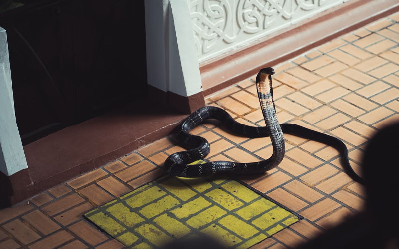 6 Ways Snakes Are Sneaking into Your Home – DailyThings.me