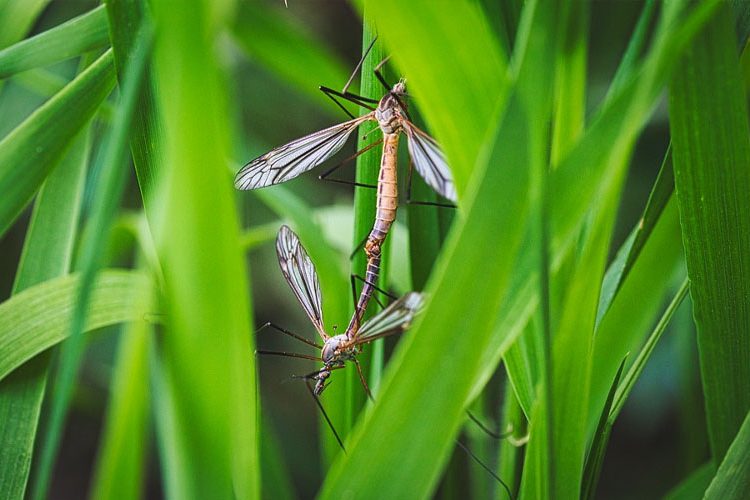 Here’s What’s Attracting Mosquitoes to Your Yard – DailyThings.me