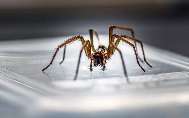 Watch Out for This Venomous Spider if You Live Somewhere Hot ...