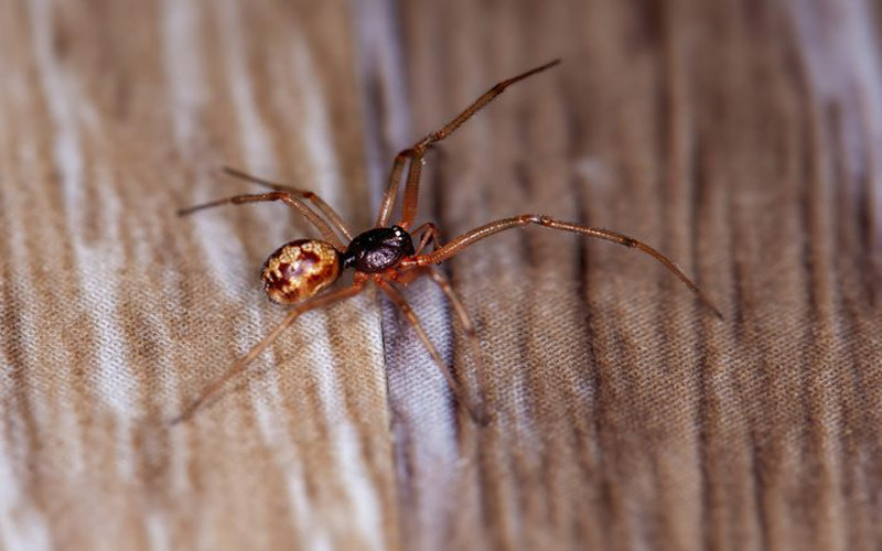 8 Bugs that Are Actually Good to Have Around Your House – DailyThings.me