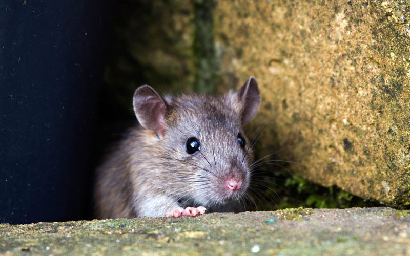 This One City Has the Biggest Rat Infestation in the U.S. – DailyThings.me