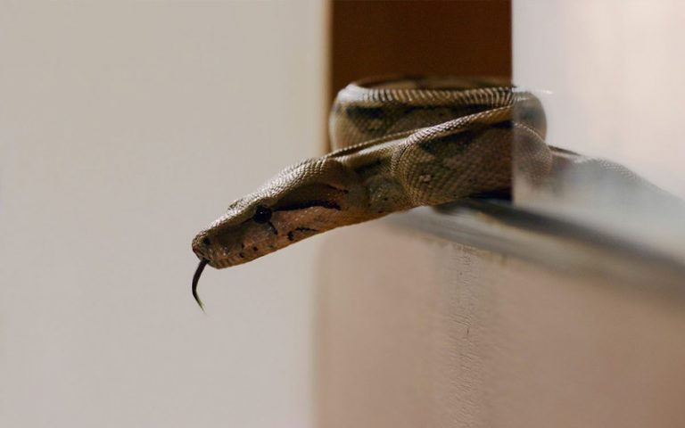 How to Know if a Snake is Hiding Behind Your Refrigerator – DailyThings.me