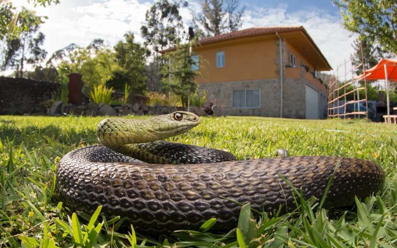 These Habits Make Your House Susceptible to a Snake Infestation ...