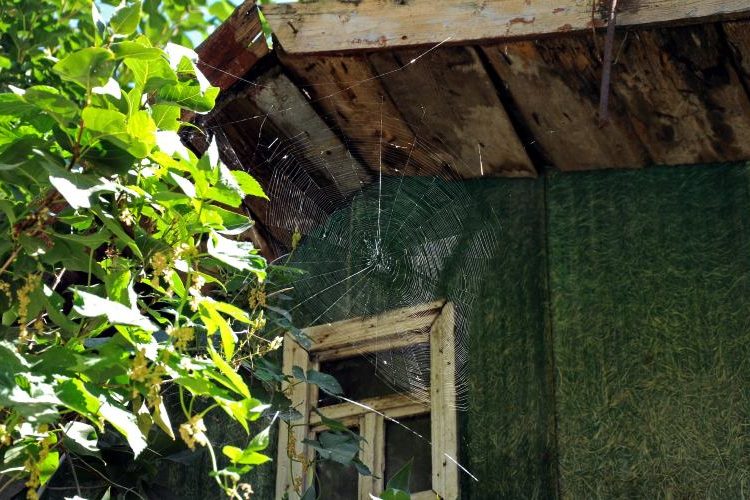 Here’s Where Black Widow Spiders Hide Inside Your House – DailyThings.me