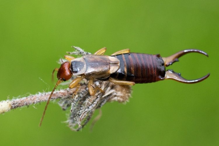 How to Easily Get Rid of Earwigs from Your House – DailyThings.me