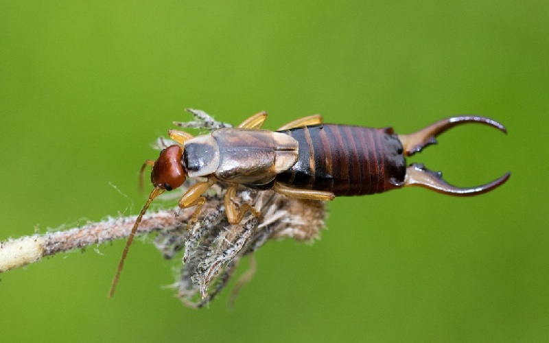 How to Easily Get Rid of Earwigs from Your House – DailyThings.me