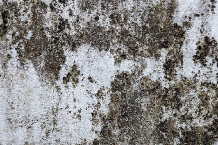 Use This Solution to Get Rid of the Mold and Mildew in Your House ...